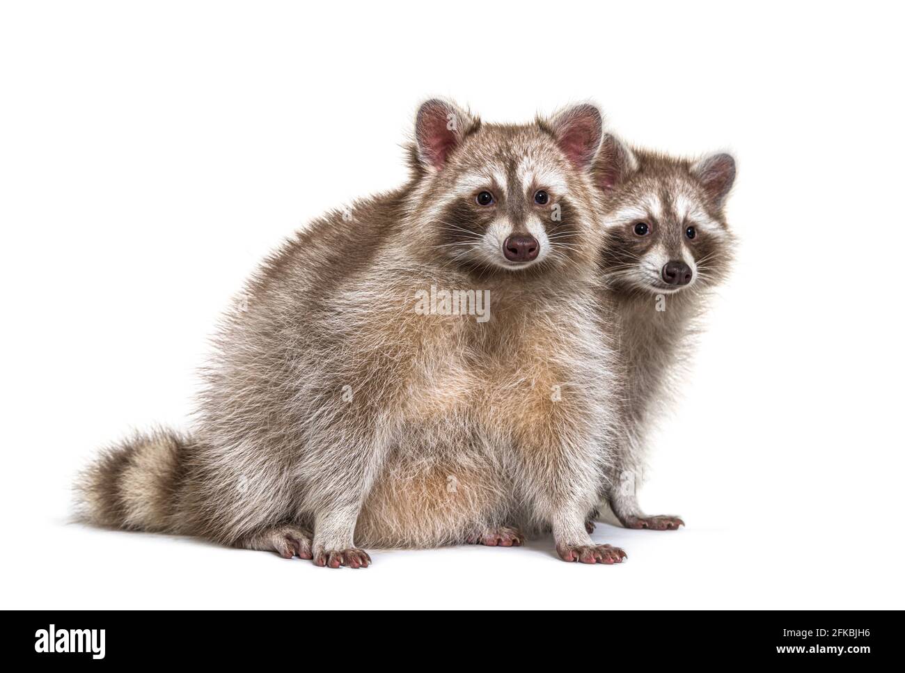 Two red raccoons sitting together, isolated on white Stock Photo - Alamy