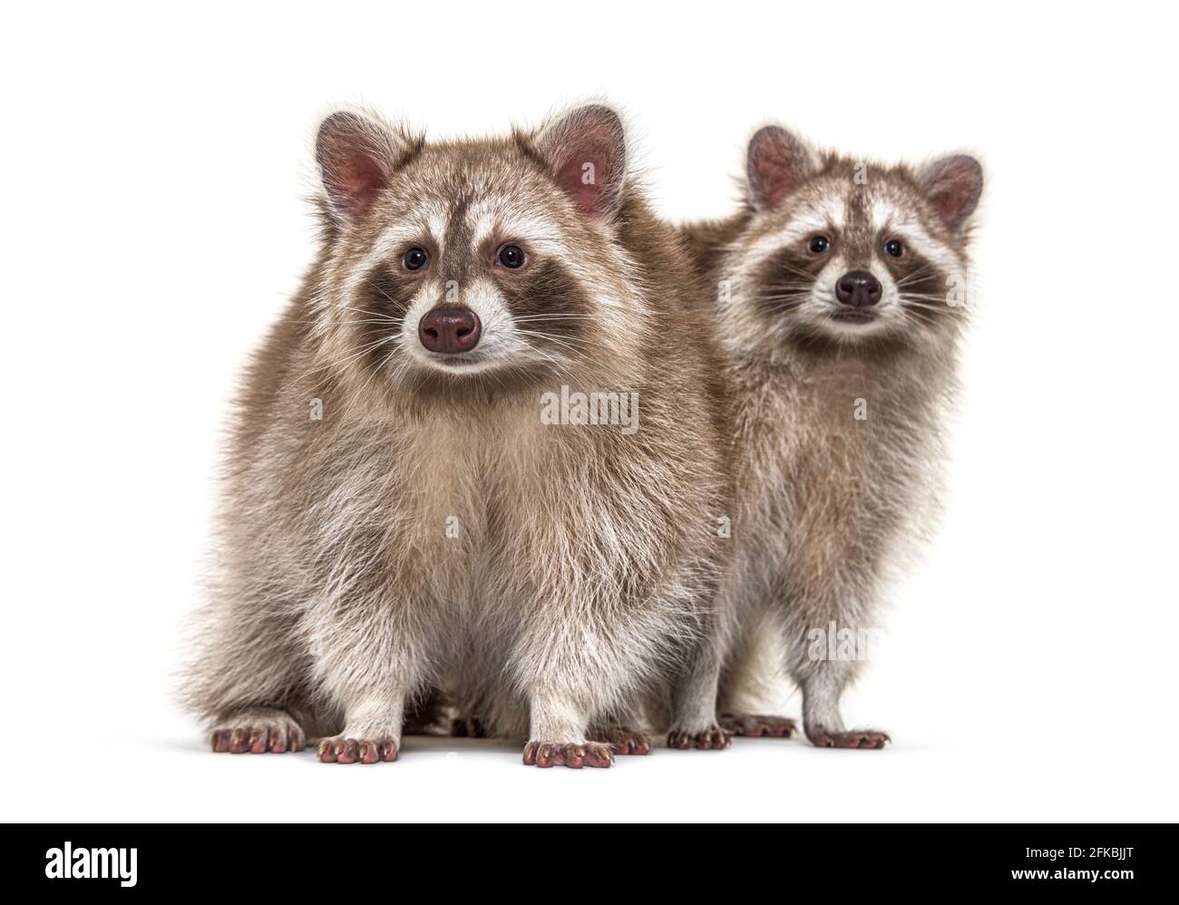 Raccoons friend hi-res stock photography and images - Alamy