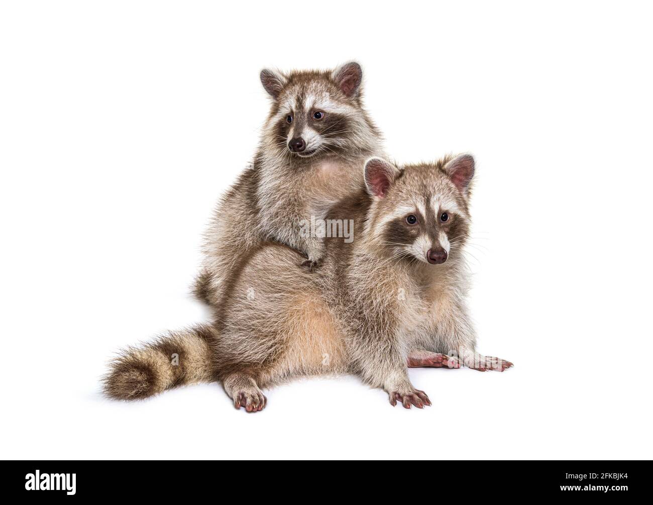 Two red raccoons sitting together, isolated on white Stock Photo - Alamy