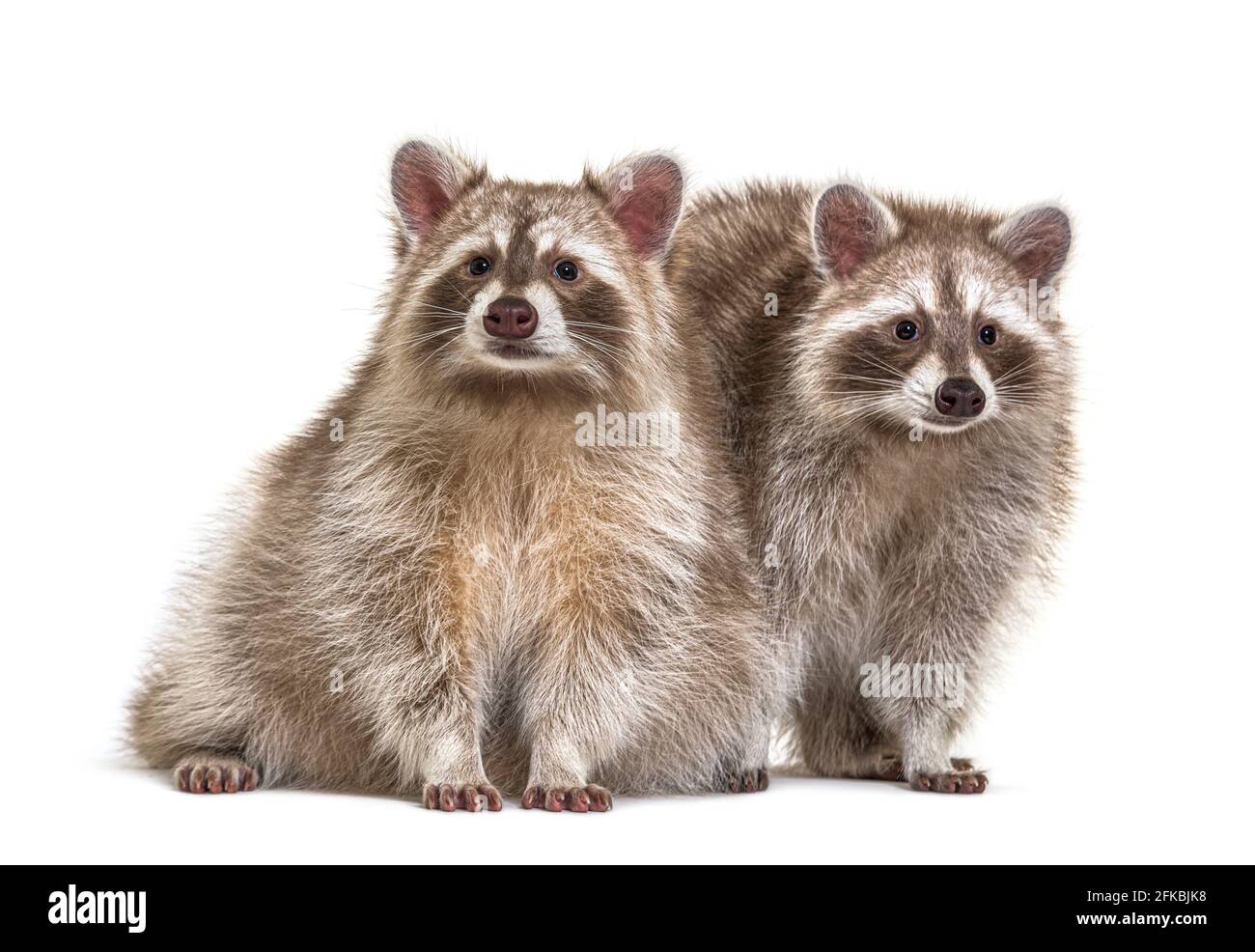 Two red raccoons sitting together, isolated on white Stock Photo - Alamy