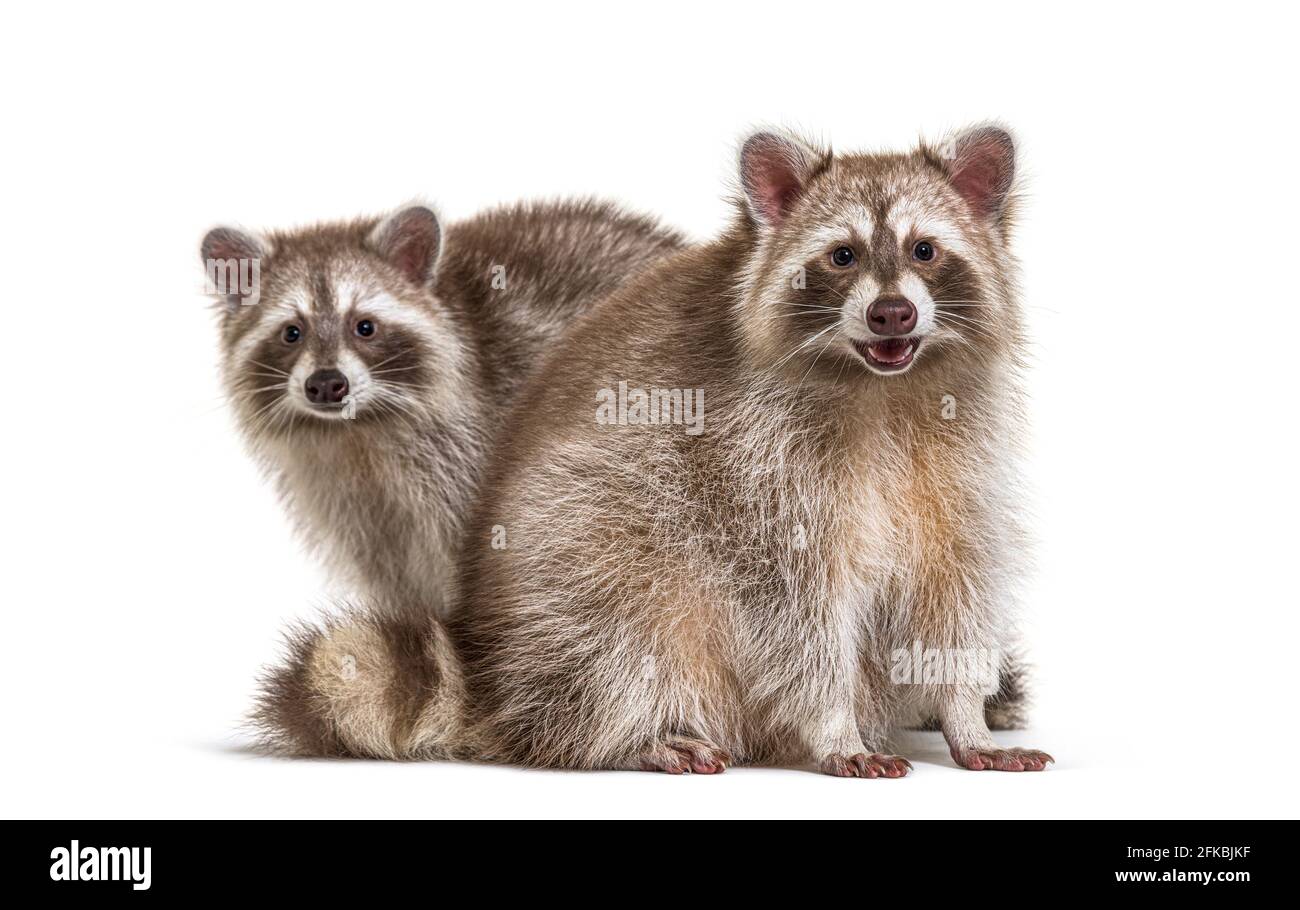 Raccoons friend hi-res stock photography and images - Alamy