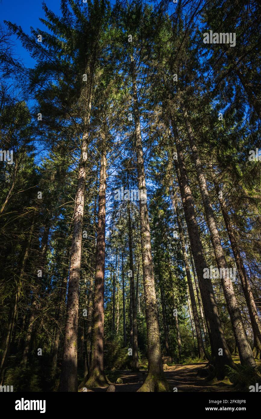 the lodge aberfoyle Stock Photo - Alamy