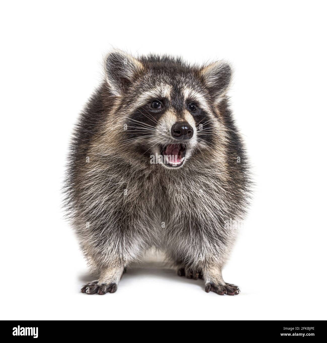 Raccoon White Background