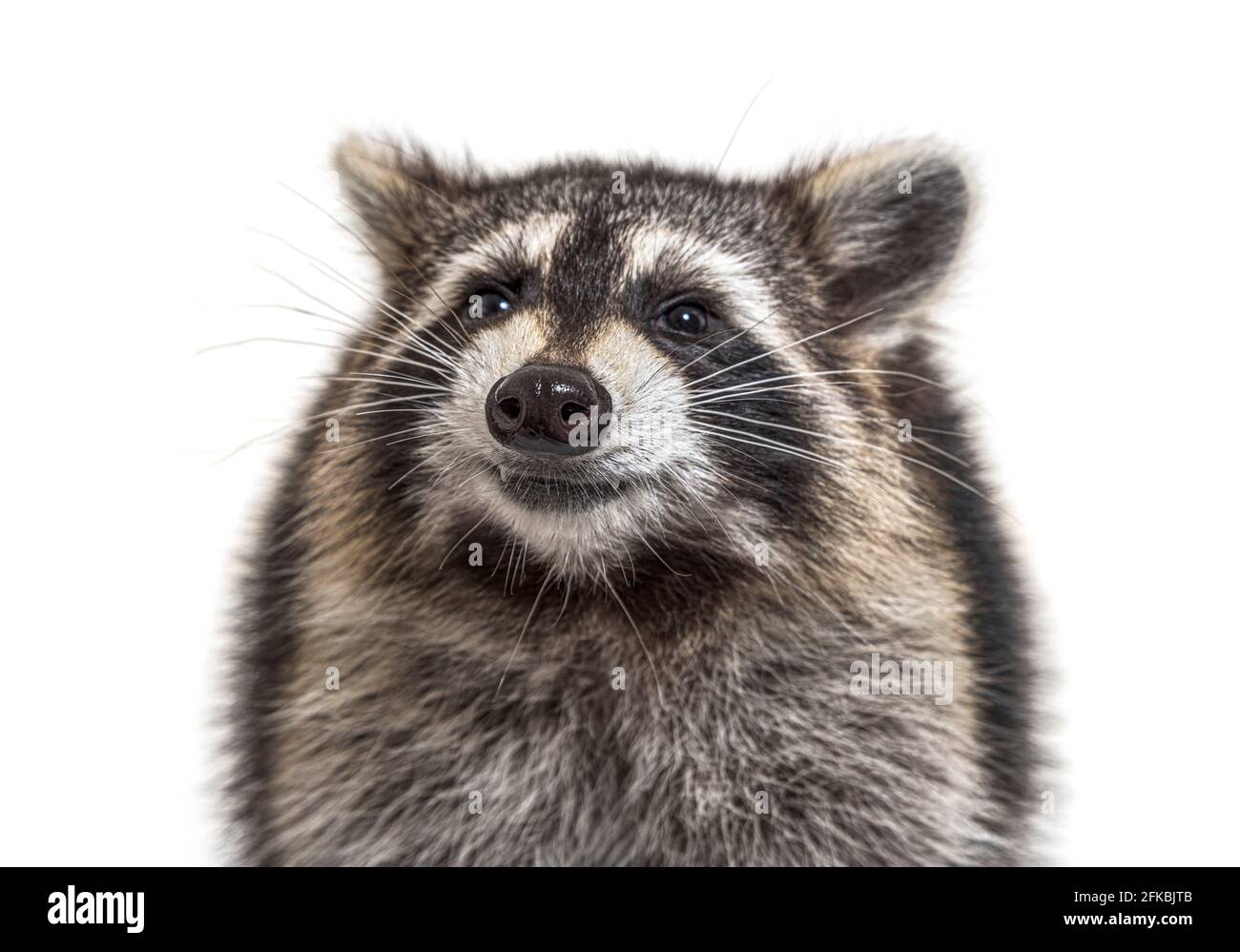 head shot of a young Raccoon facing at the camera, isolated Stock Photo ...