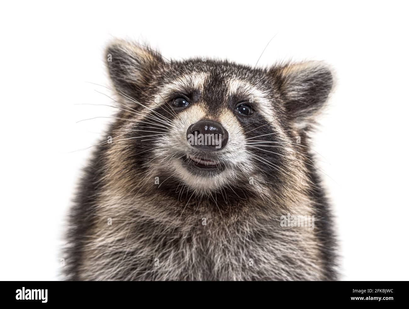 head shot of a young Raccoon facing at the camera, isolated Stock Photo ...