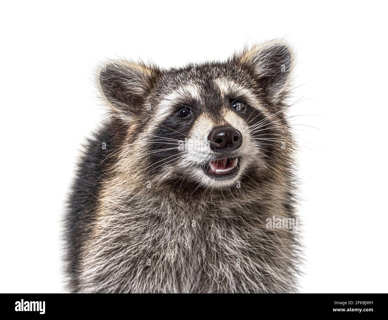 head shot of a young Raccoon facing at the camera, isolated Stock Photo ...