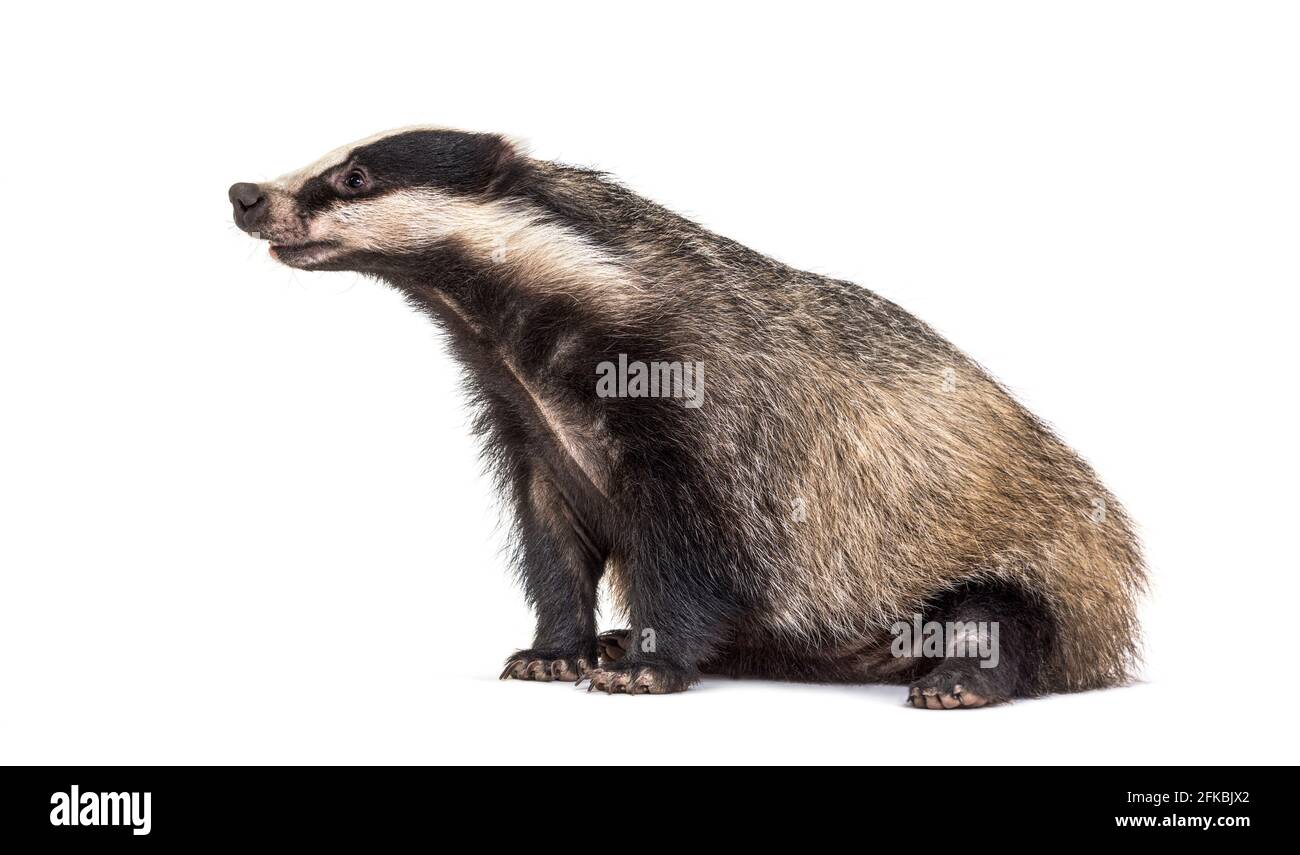 side view European badger, six months old Stock Photo - Alamy