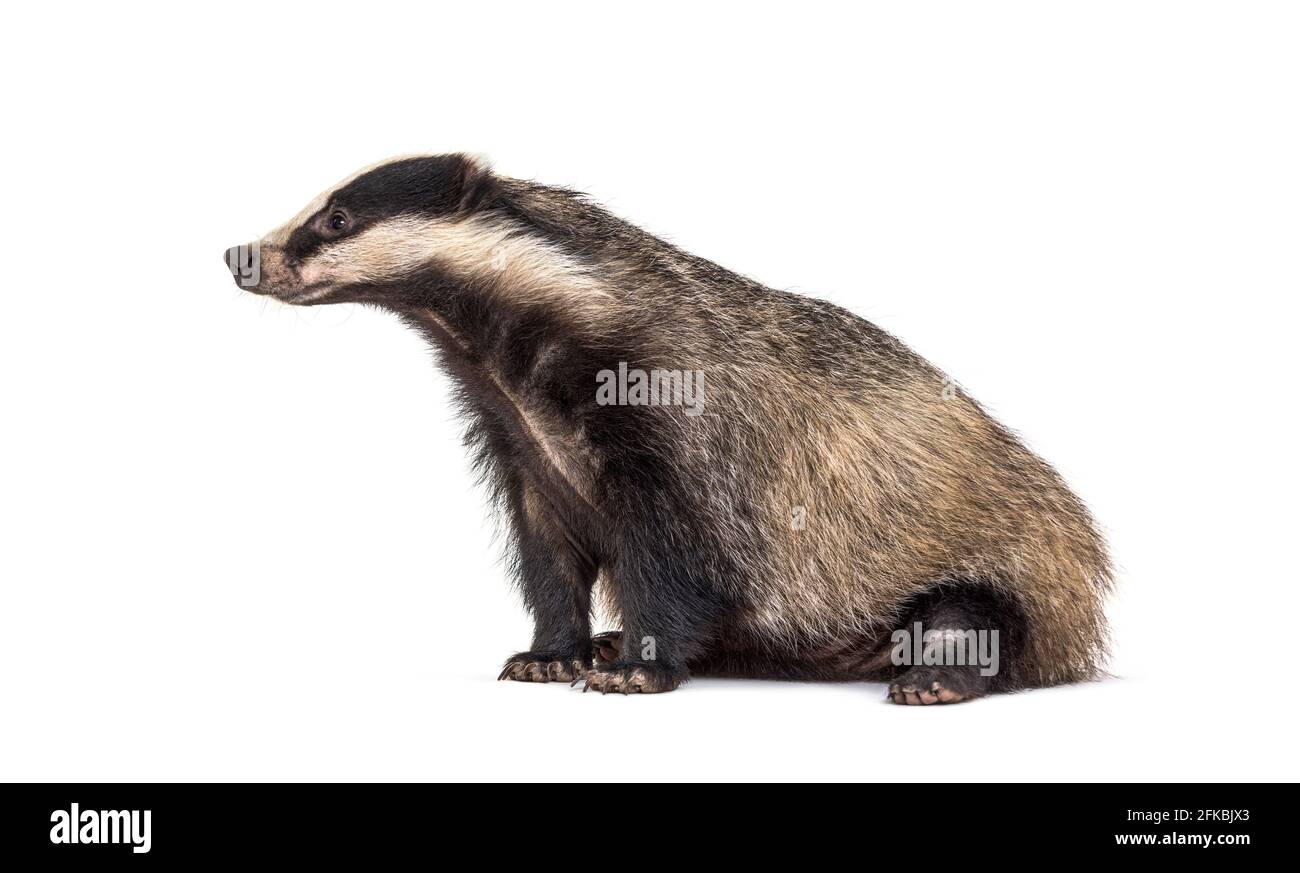 side view European badger, six months old Stock Photo - Alamy