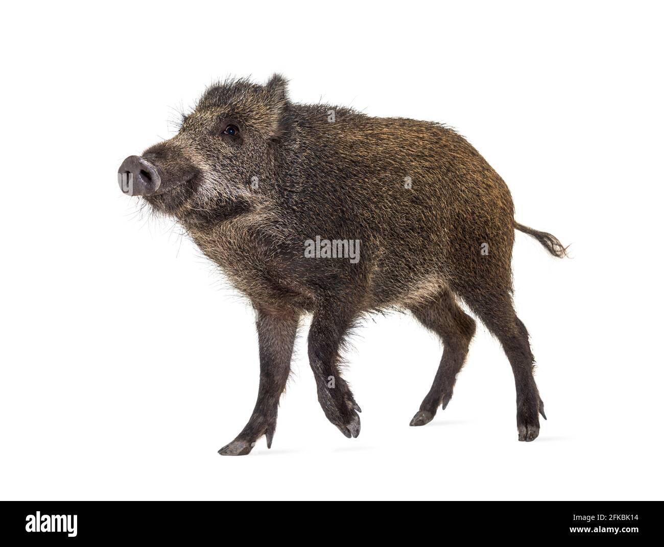 Boar standing hi-res stock photography and images - Alamy