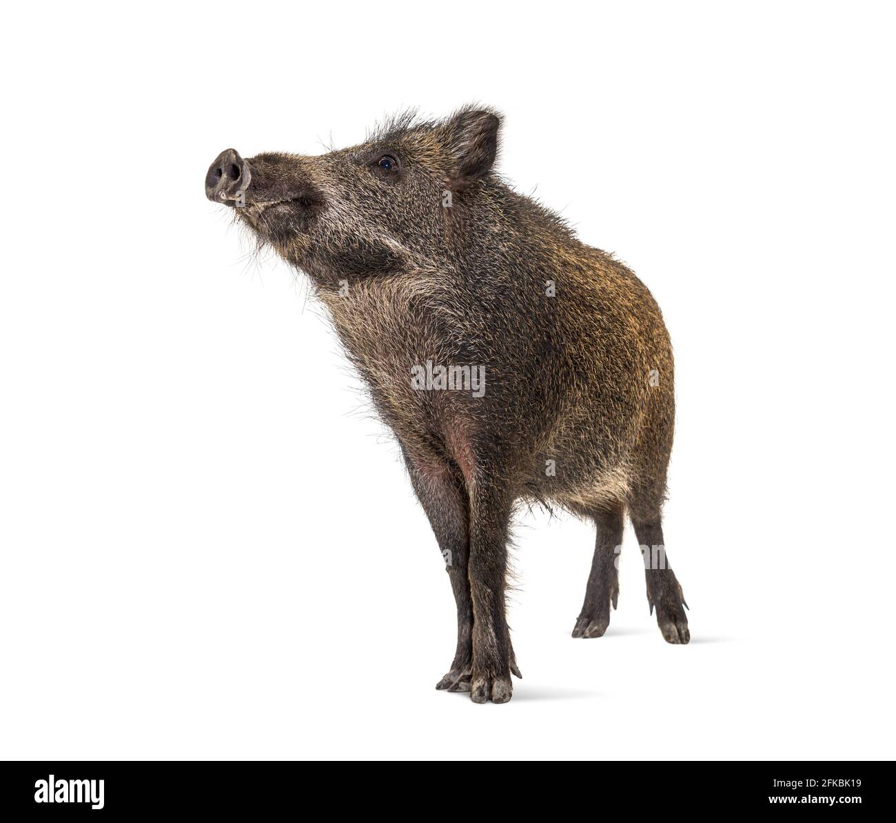 Wild boar looking up, isolated on white Stock Photo - Alamy
