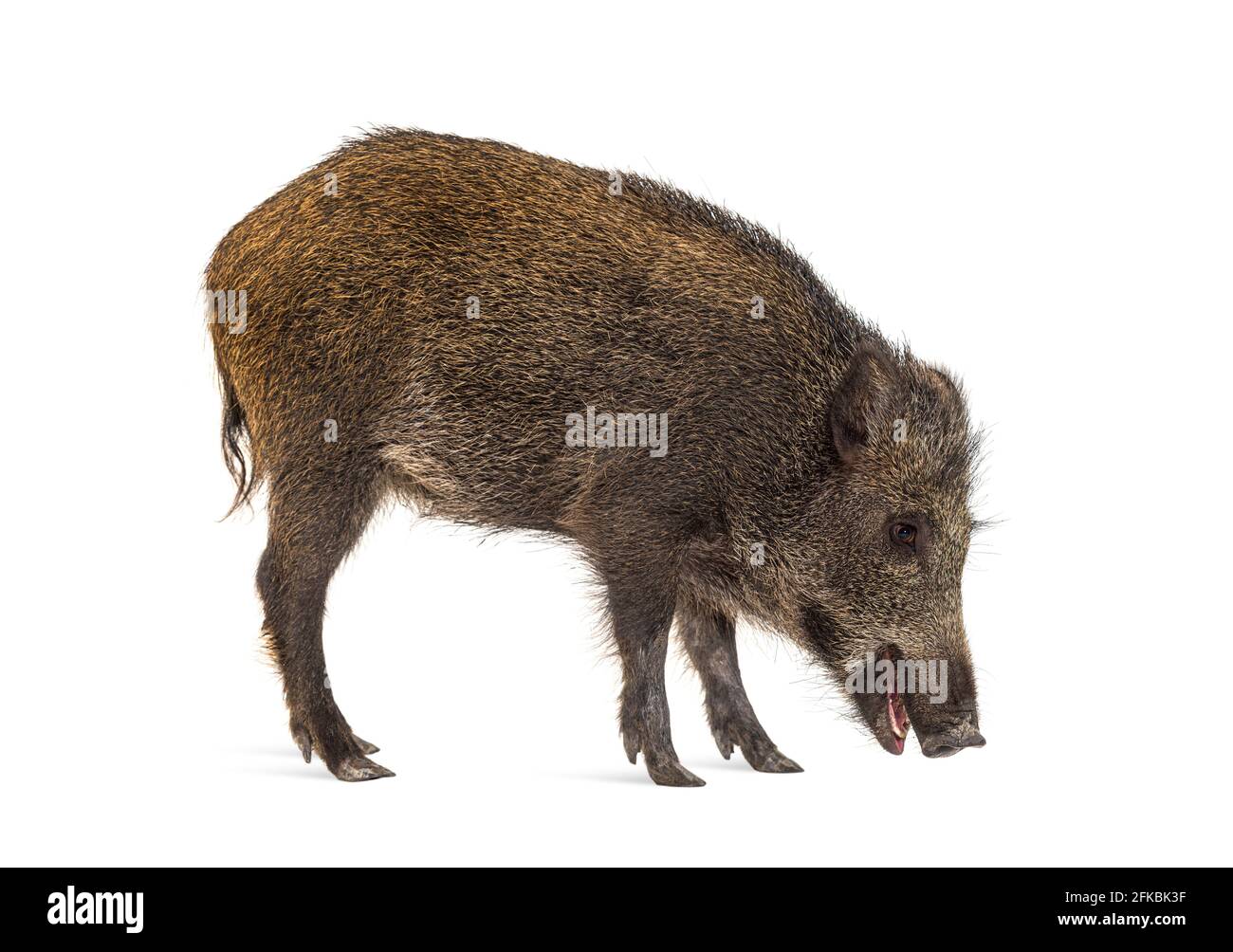 Walking boar hi-res stock photography and images - Alamy