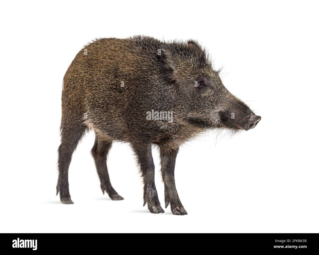 Standing Wild boar, isolated on white Stock Photo - Alamy