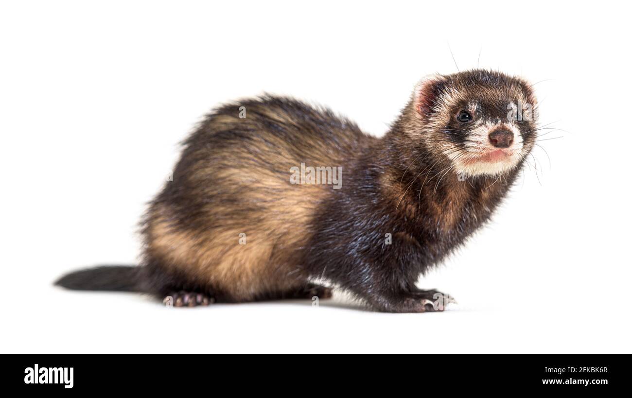 Polecat european hi-res stock photography and images - Alamy