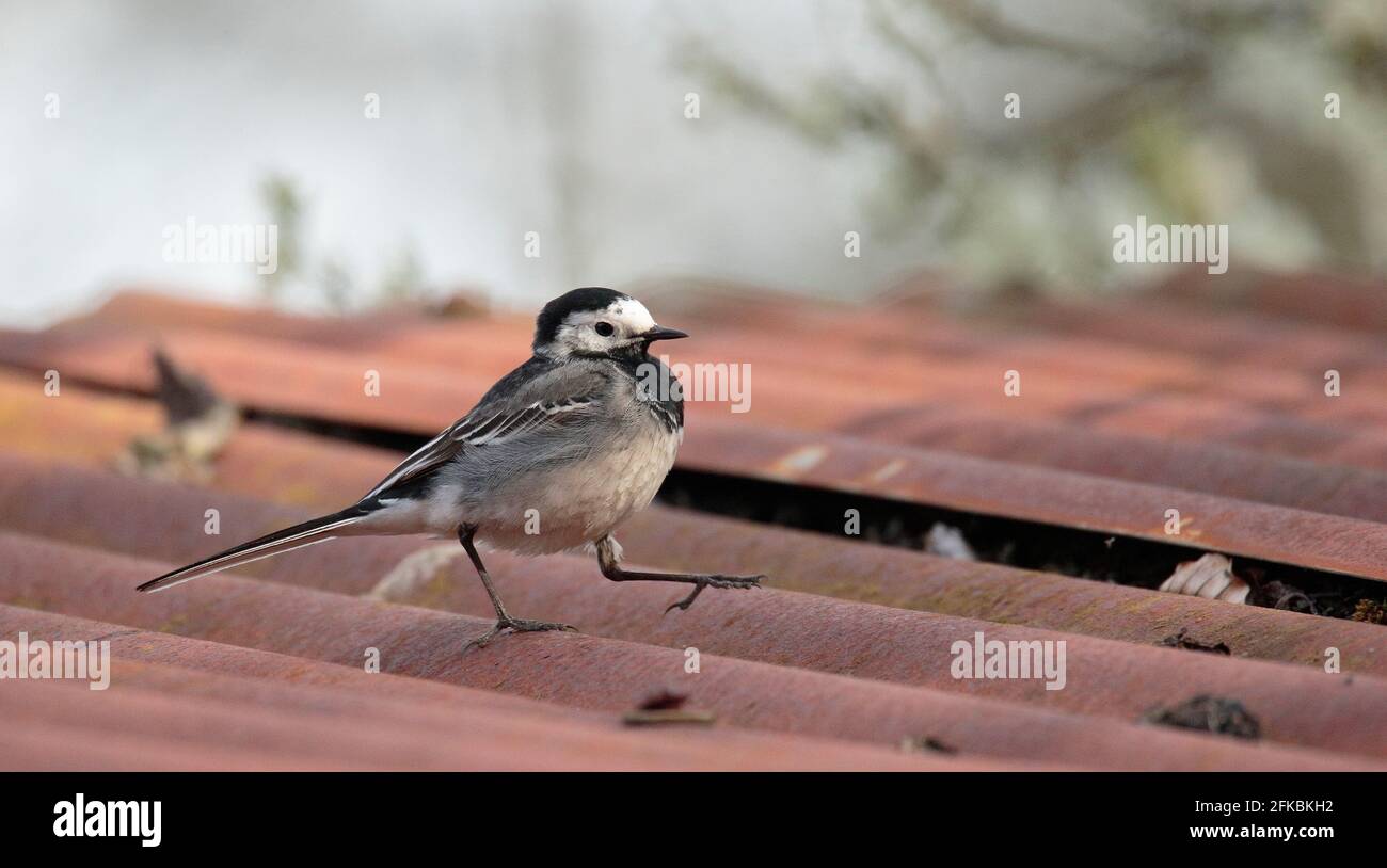 Chasing insects hi-res stock photography and images - Alamy