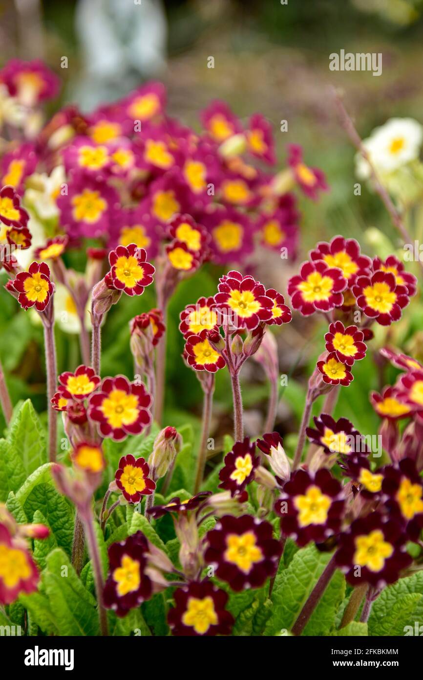 Different nature photos hi-res stock photography and images - Alamy