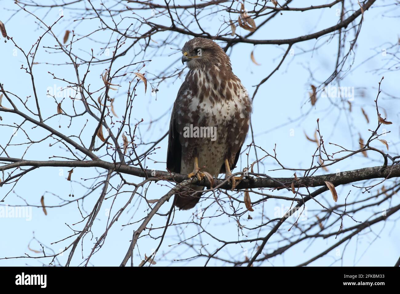 common buzzard (Buteo buteo Stock Photo - Alamy