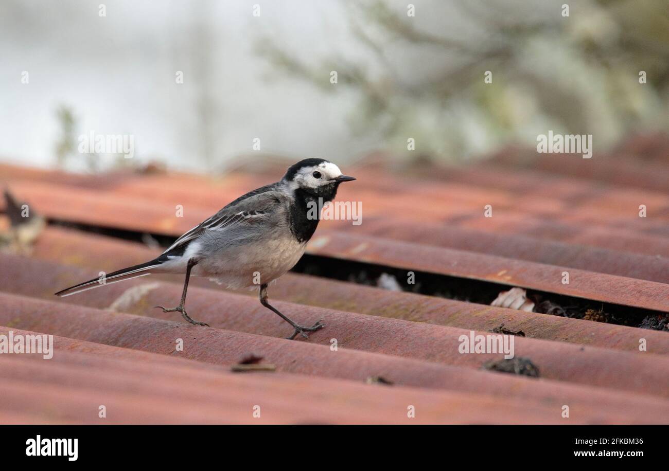 Pied Wagtail chasing insects Stock Photo - Alamy