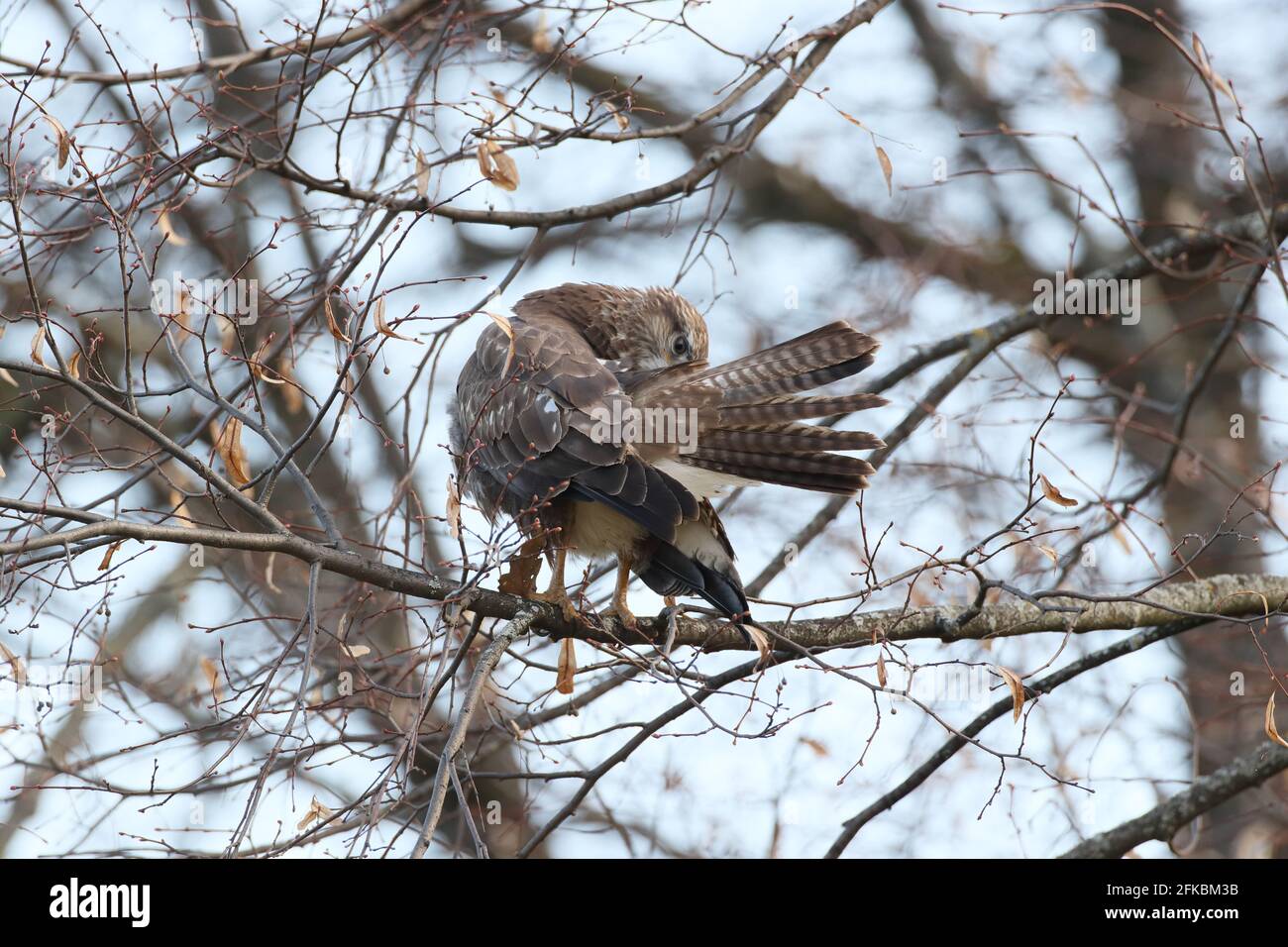 common buzzard (Buteo buteo Stock Photo - Alamy