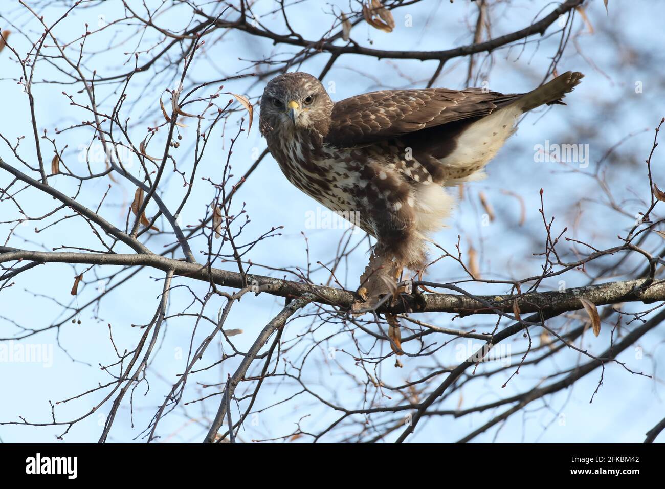 common buzzard (Buteo buteo Stock Photo - Alamy