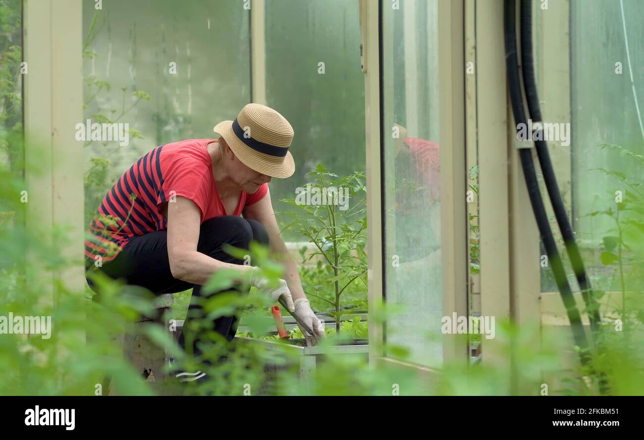The farmer weeding the seedlings of tomato. Care of seedlings in the ...