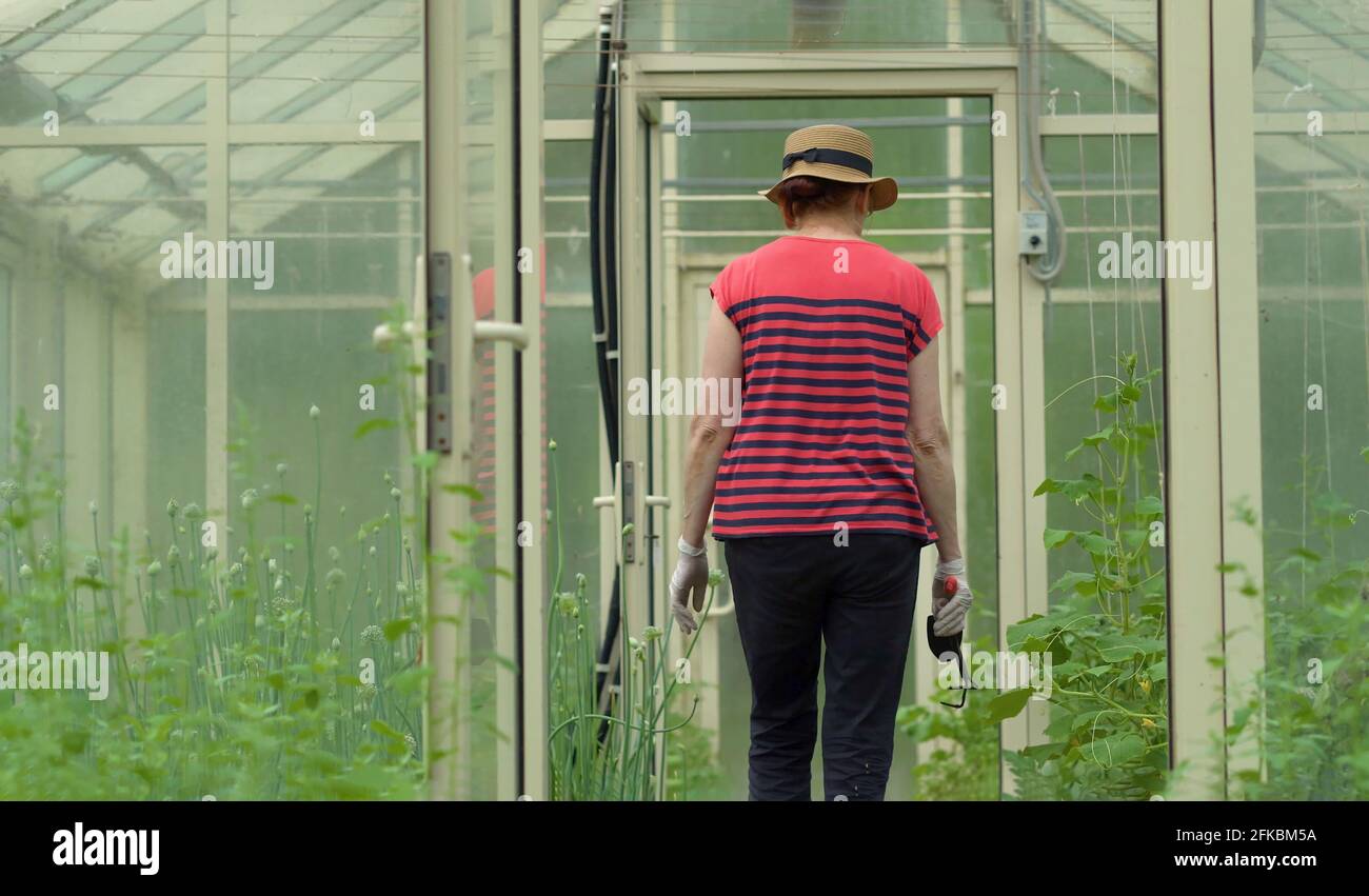 The farmer weeding the seedlings of tomato. Care of seedlings in the ...