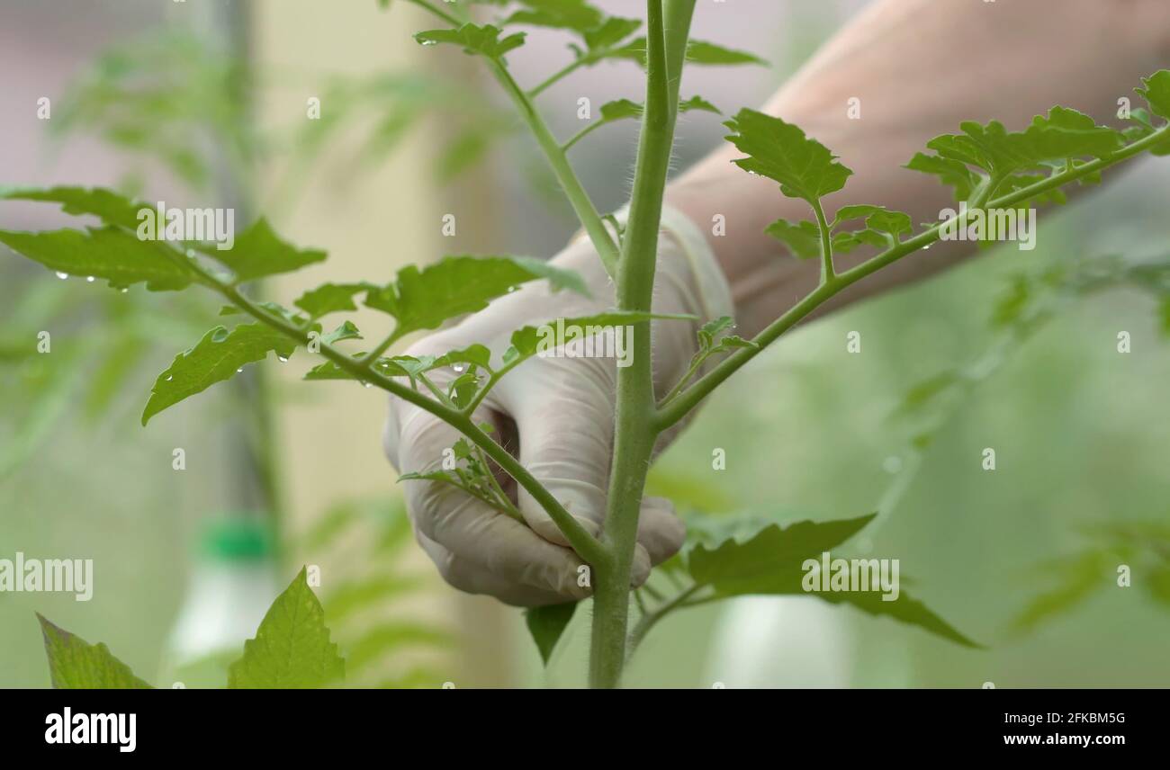 The farmer weeding the seedlings of tomato. Care of seedlings in the ...