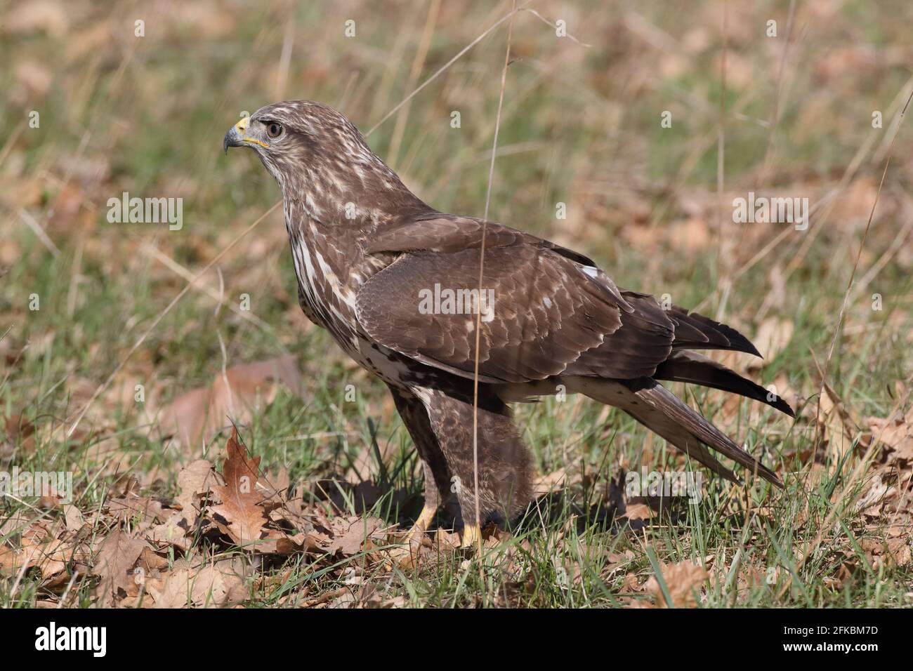 common buzzard (Buteo buteo Stock Photo - Alamy