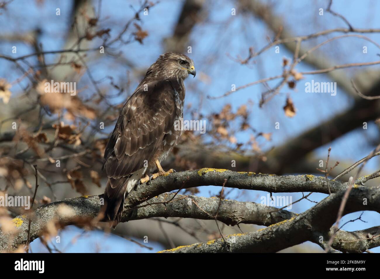 common buzzard (Buteo buteo Stock Photo - Alamy