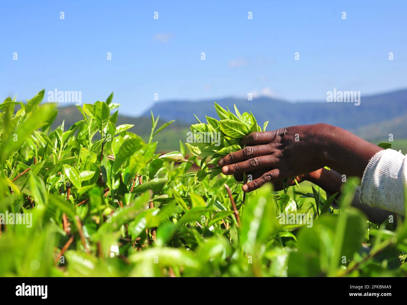 Tea plantation workers harvesting in the field at Mukumbani Tea Estate ...