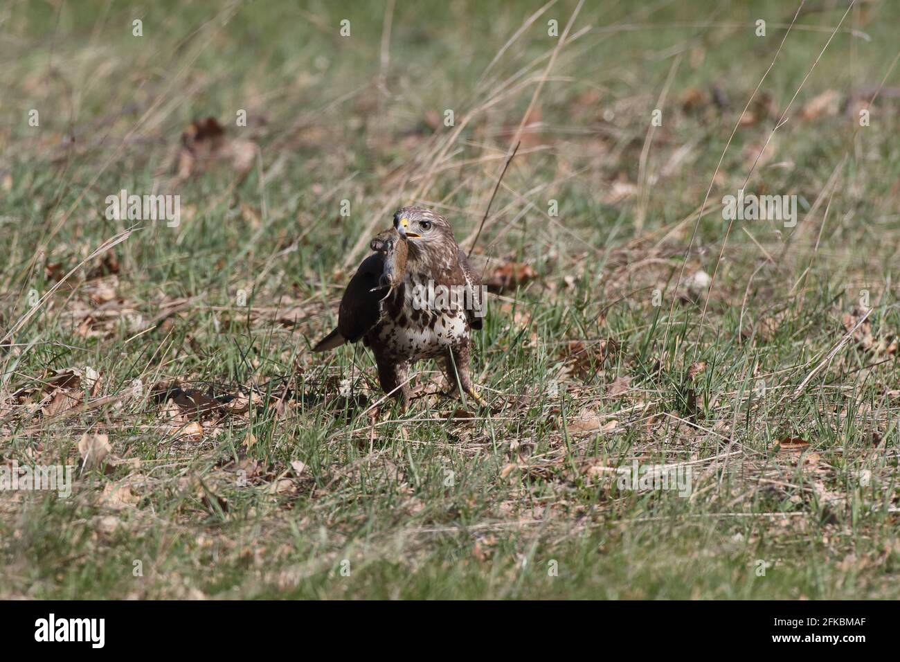 common buzzard (Buteo buteo) with prey mouse Stock Photo - Alamy