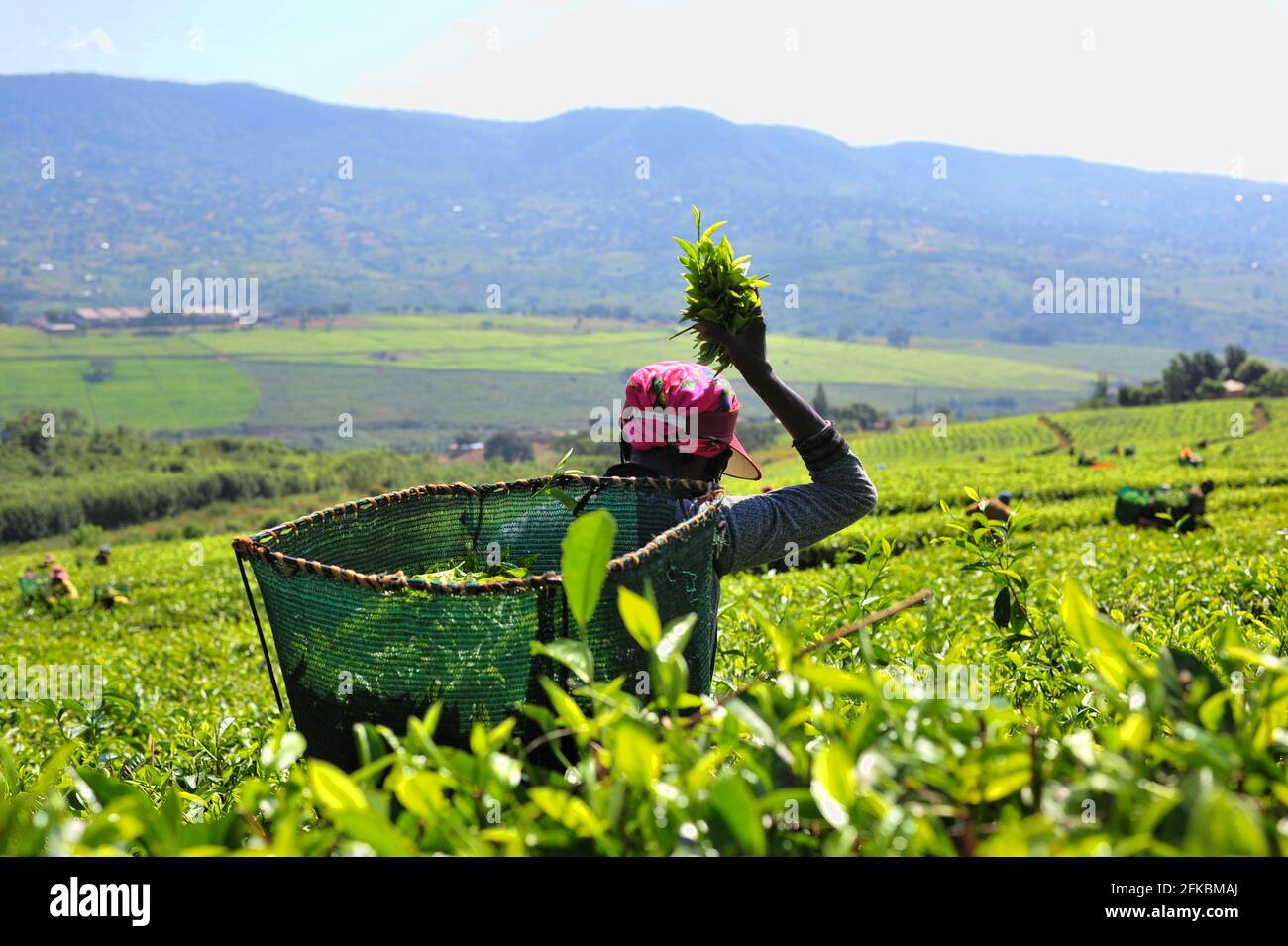 Tea plantation workers harvesting in the field at Mukumbani Tea Estate ...