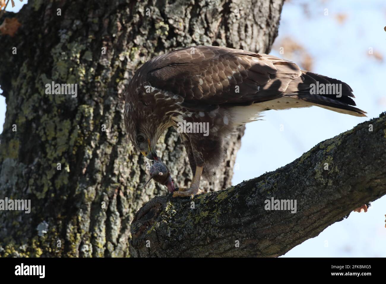 common buzzard (Buteo buteo) with prey mouse Stock Photo - Alamy