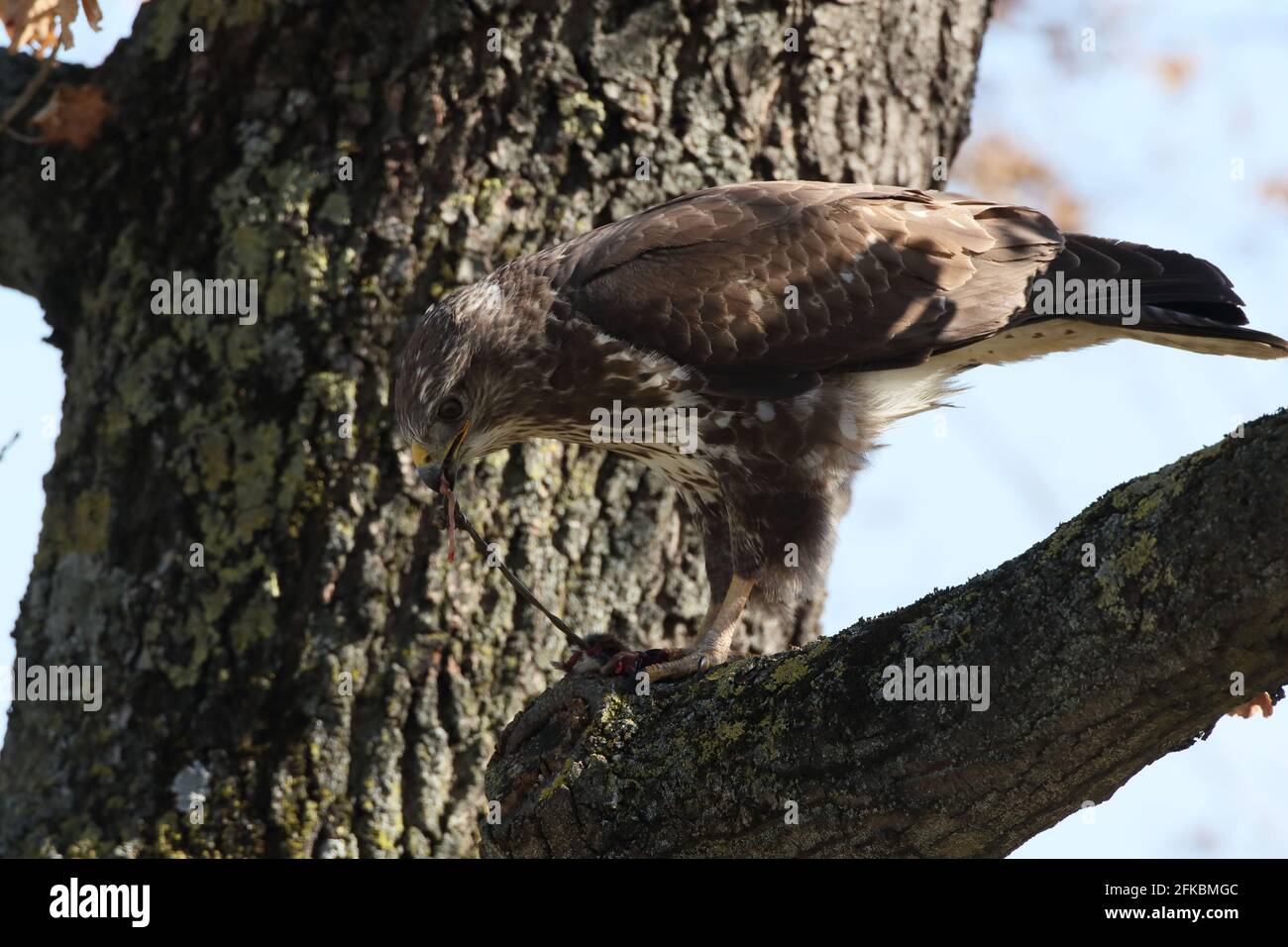 common buzzard (Buteo buteo) with prey mouse Stock Photo - Alamy