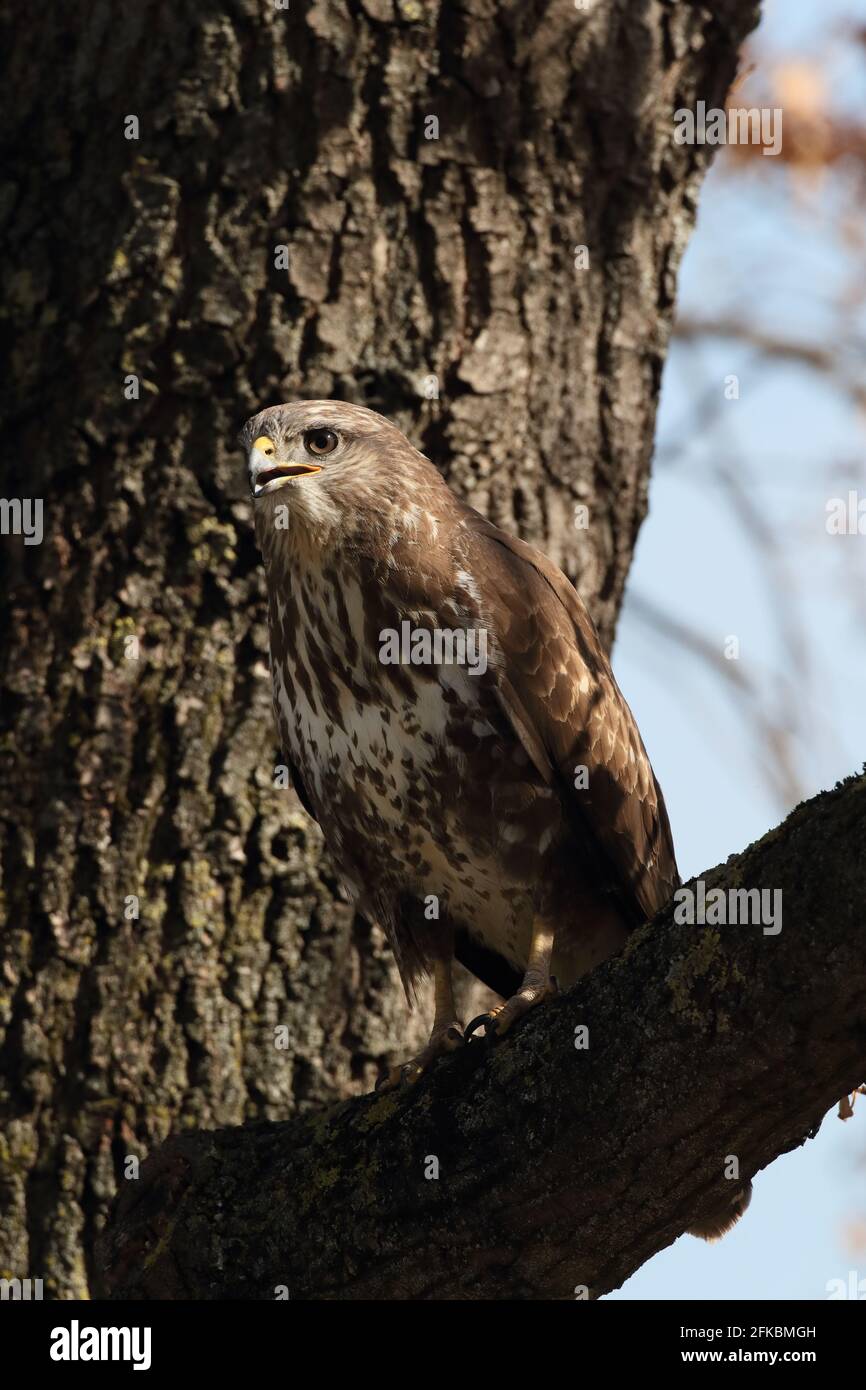 common buzzard (Buteo buteo Stock Photo - Alamy
