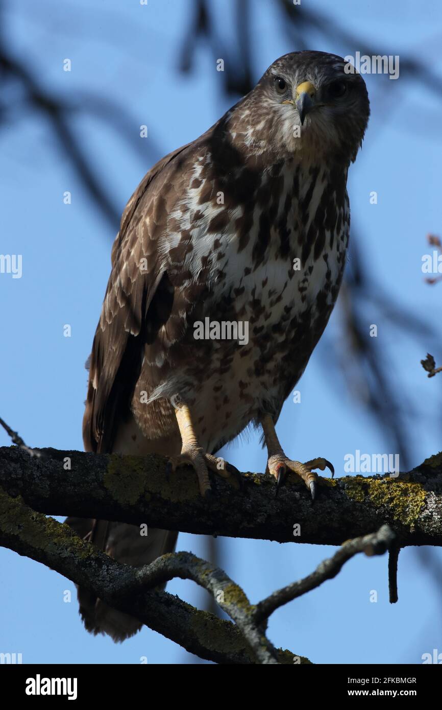 common buzzard (Buteo buteo Stock Photo - Alamy