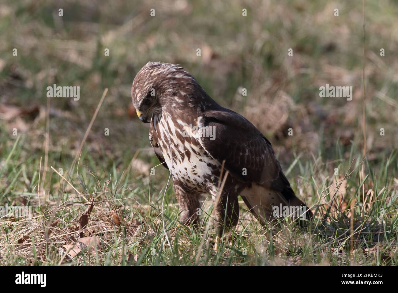 common buzzard (Buteo buteo Stock Photo - Alamy