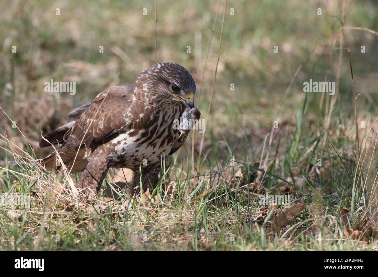 common buzzard (Buteo buteo) with prey mouse Stock Photo - Alamy