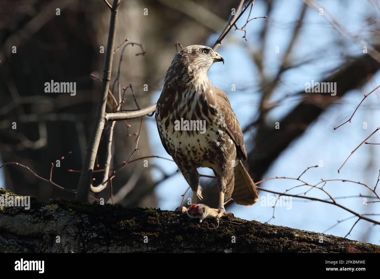 common buzzard (Buteo buteo) with prey mouse Stock Photo - Alamy