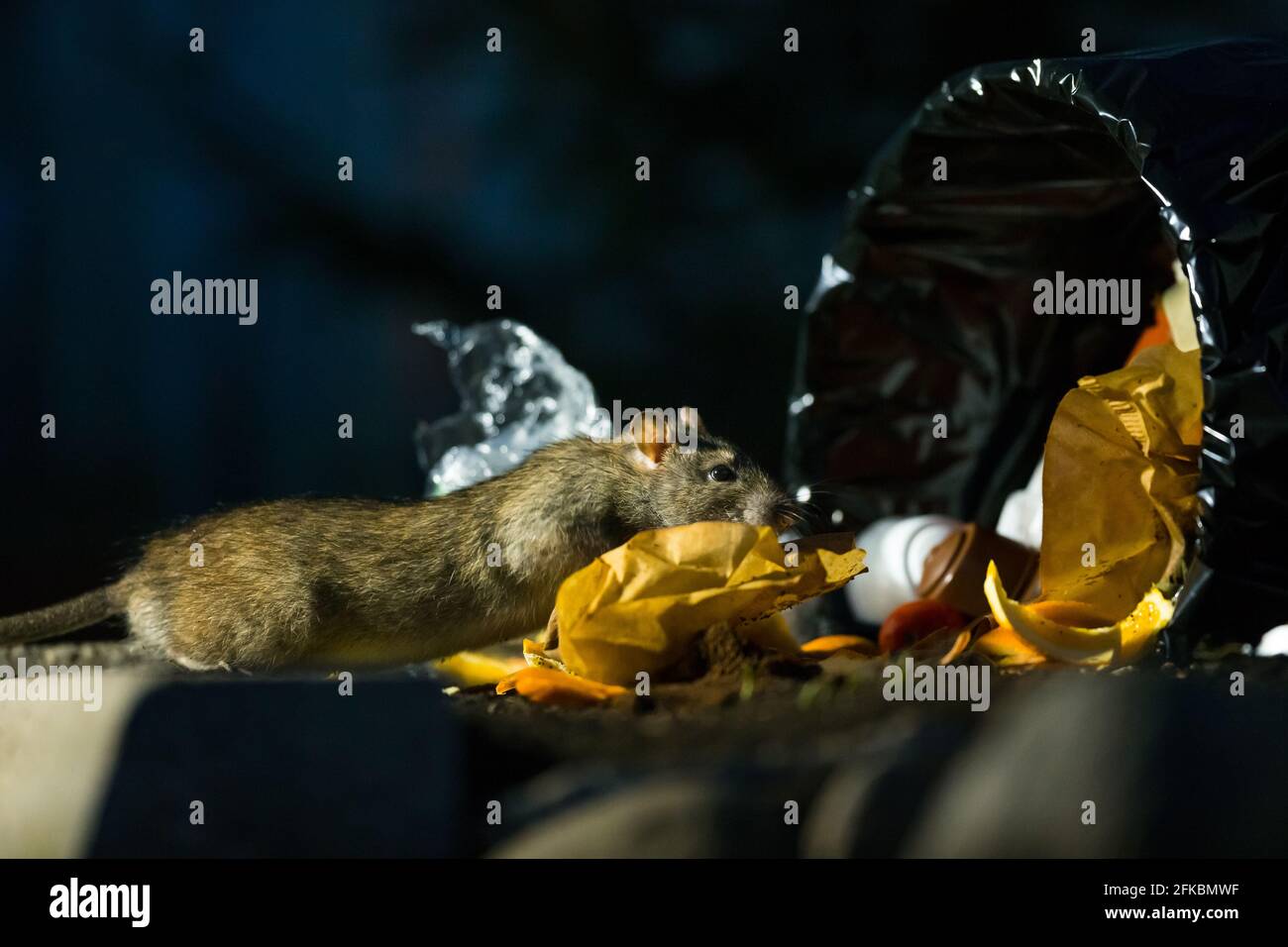 Brown rat investigating a trash can at night in urban surroundings ...