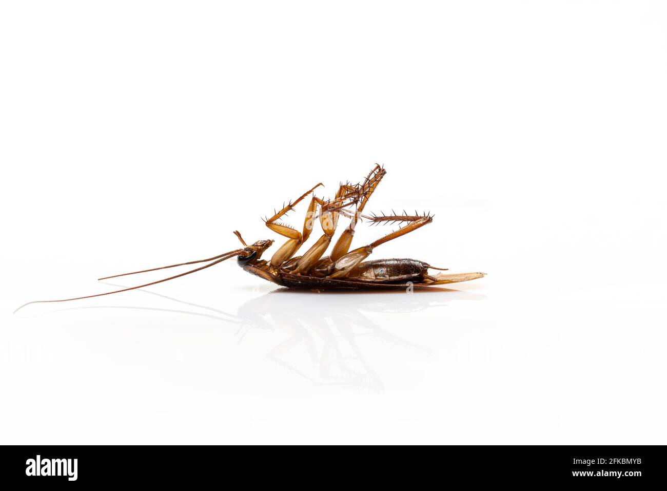 Close up a Cut Out Stock Images & Pictures - Alamy