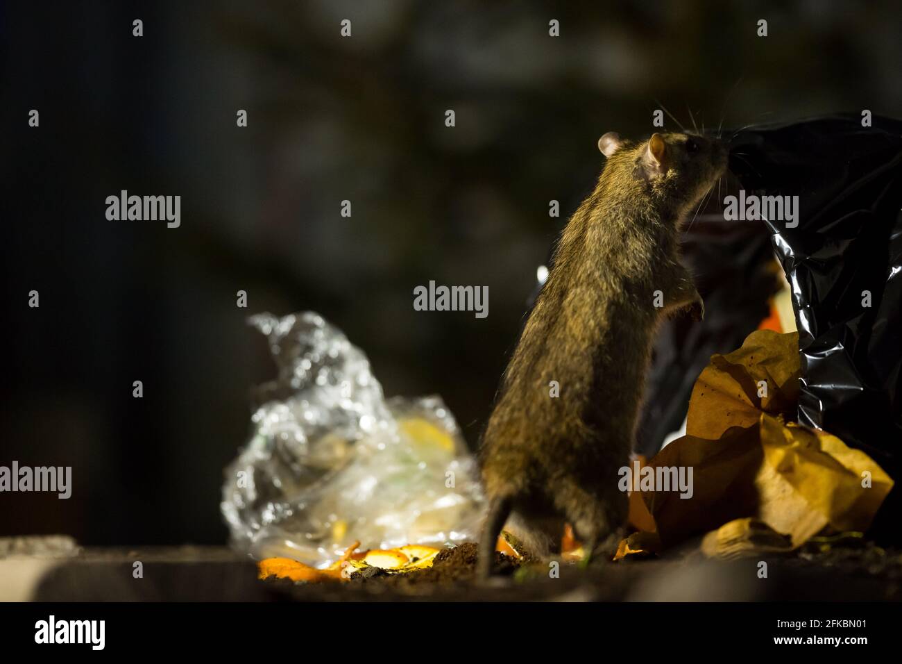 Brown rat investigating a trash can at night in urban surroundings ...