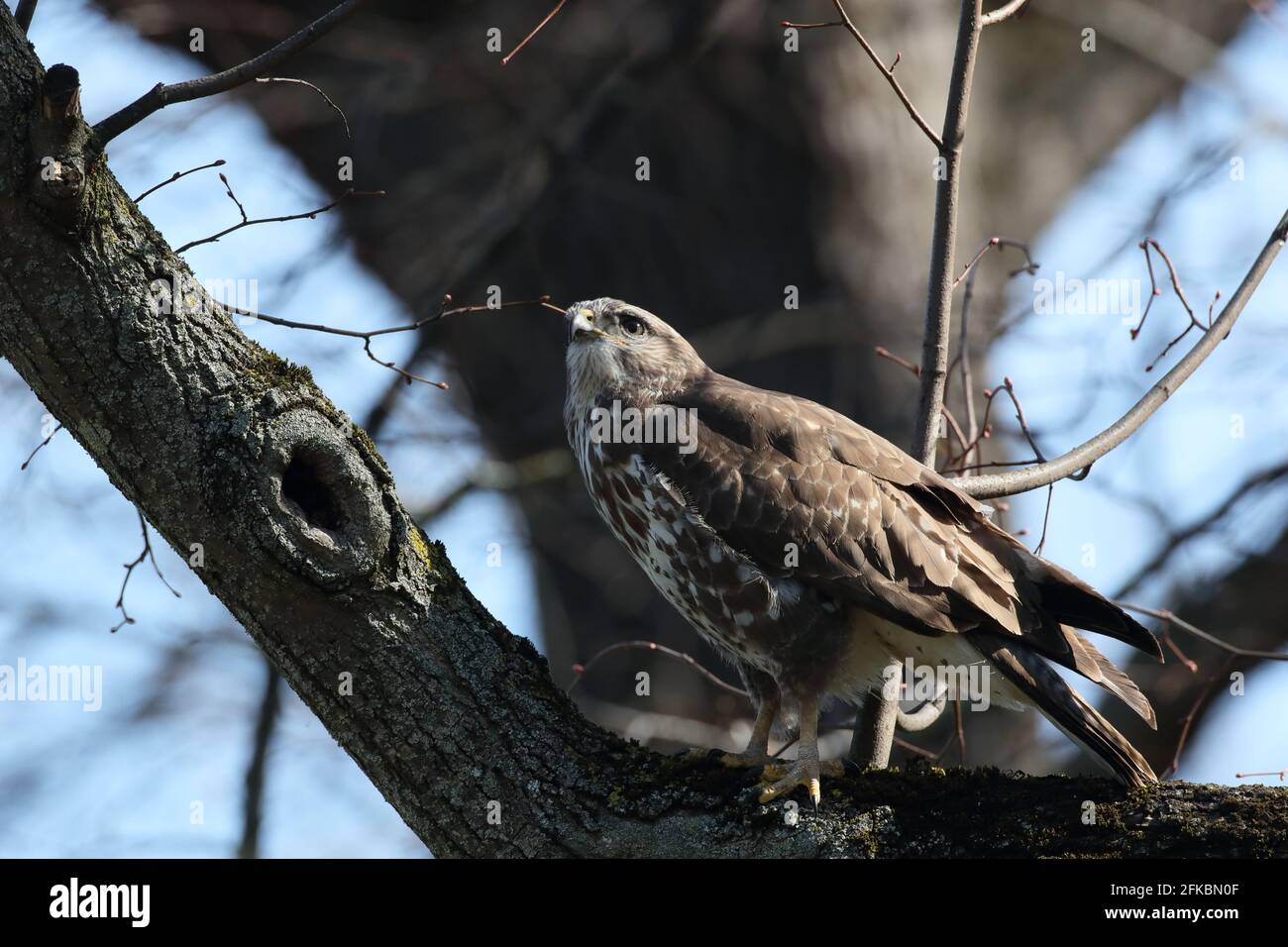 common buzzard (Buteo buteo) with prey mouse Stock Photo - Alamy