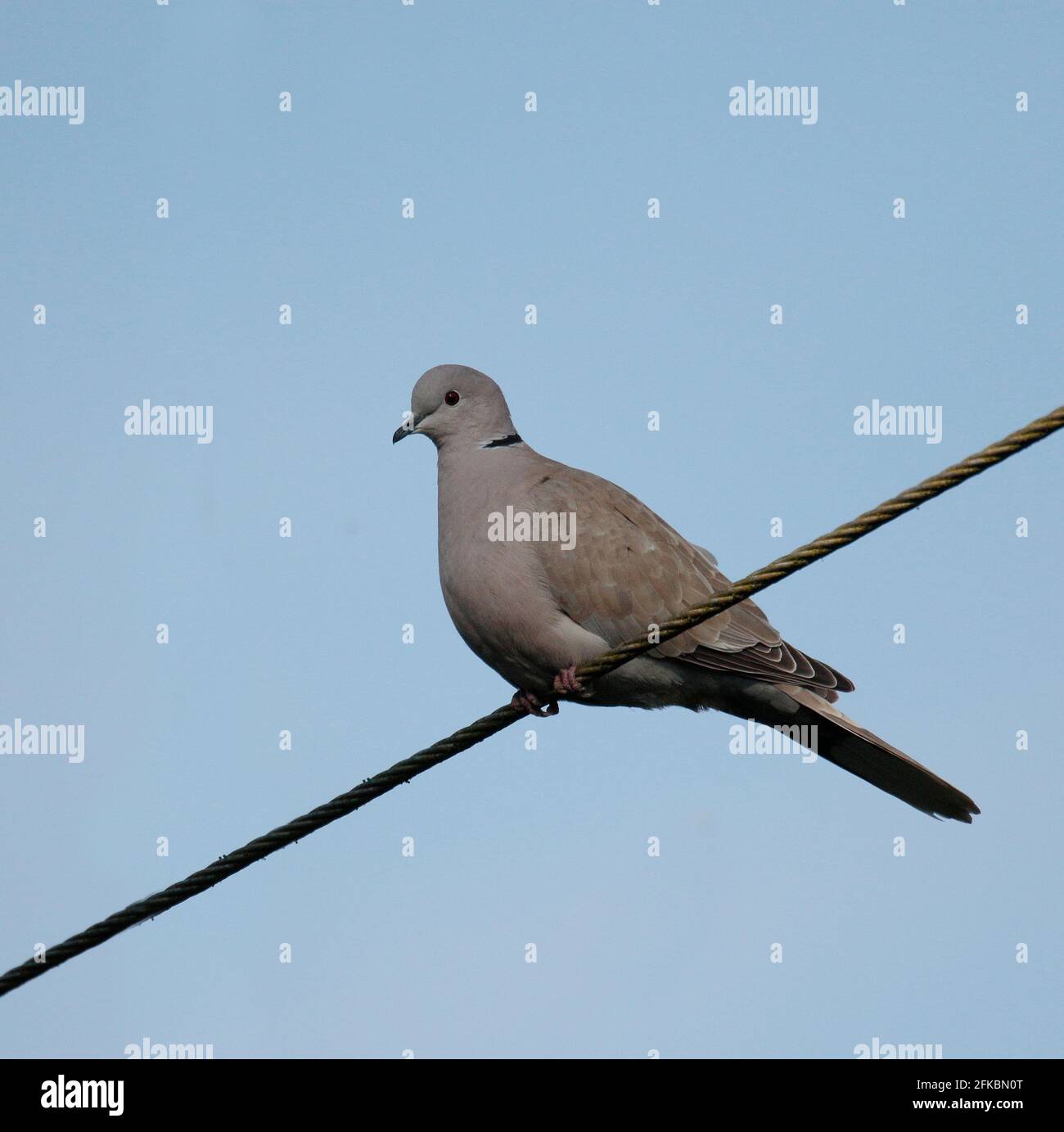 Colourful dove hi-res stock photography and images - Alamy