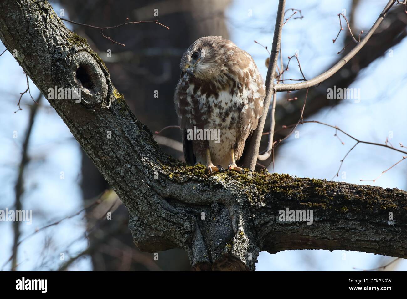 common buzzard (Buteo buteo Stock Photo - Alamy