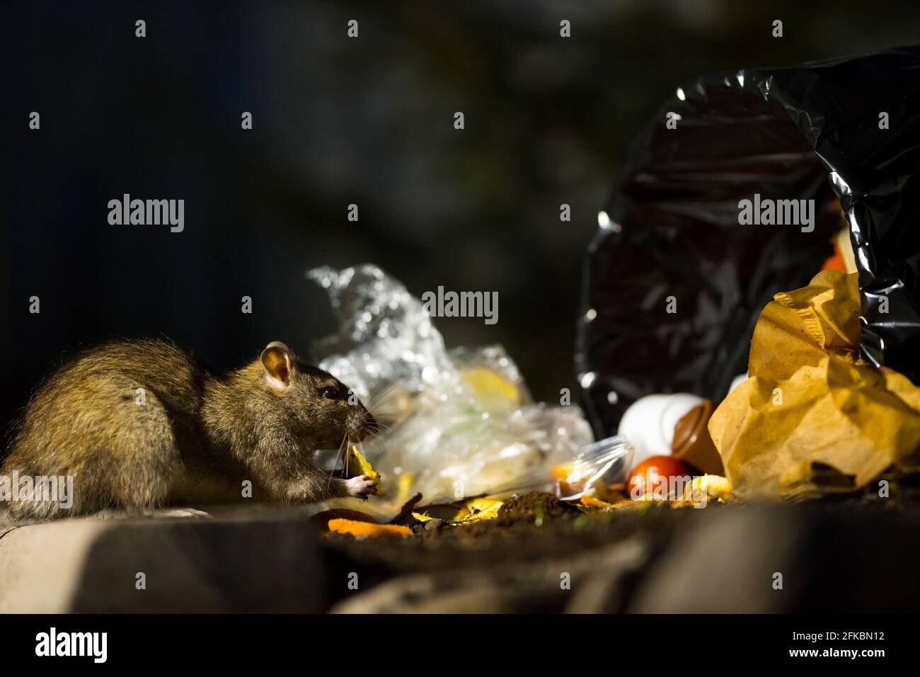 Brown rat investigating a trash can at night in urban surroundings ...