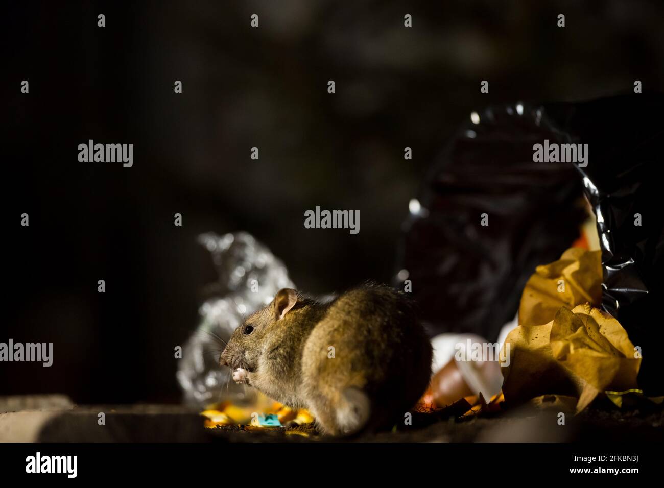 Brown rat investigating a trash can at night in urban surroundings ...