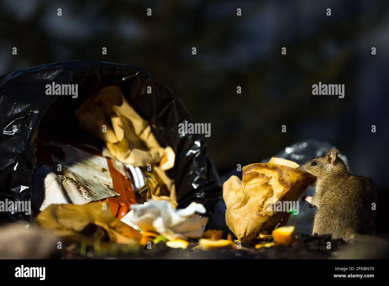 Brown rat investigating a trash can at night in urban surroundings ...