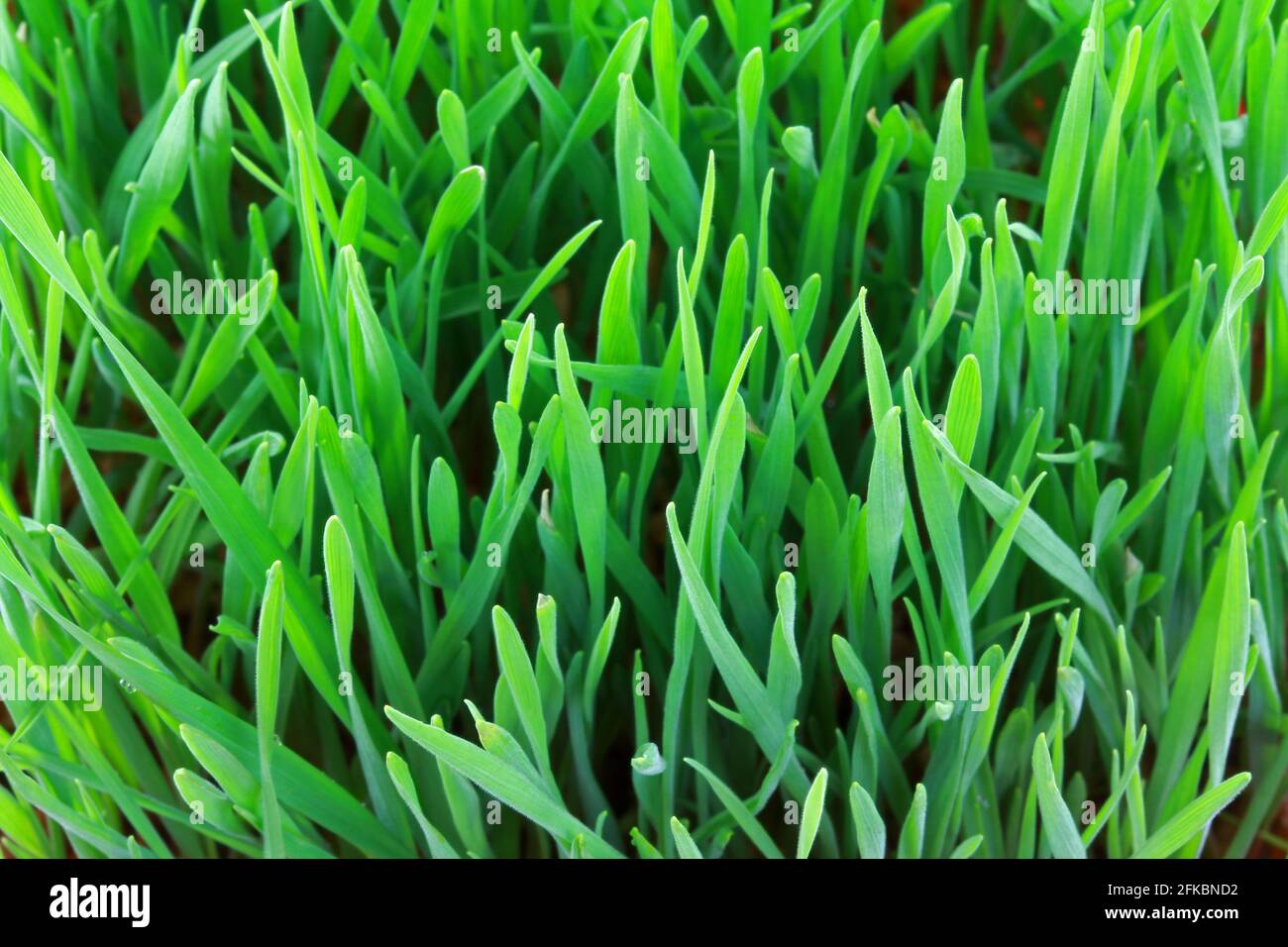 Growing wheatgrass hi-res stock photography and images - Alamy