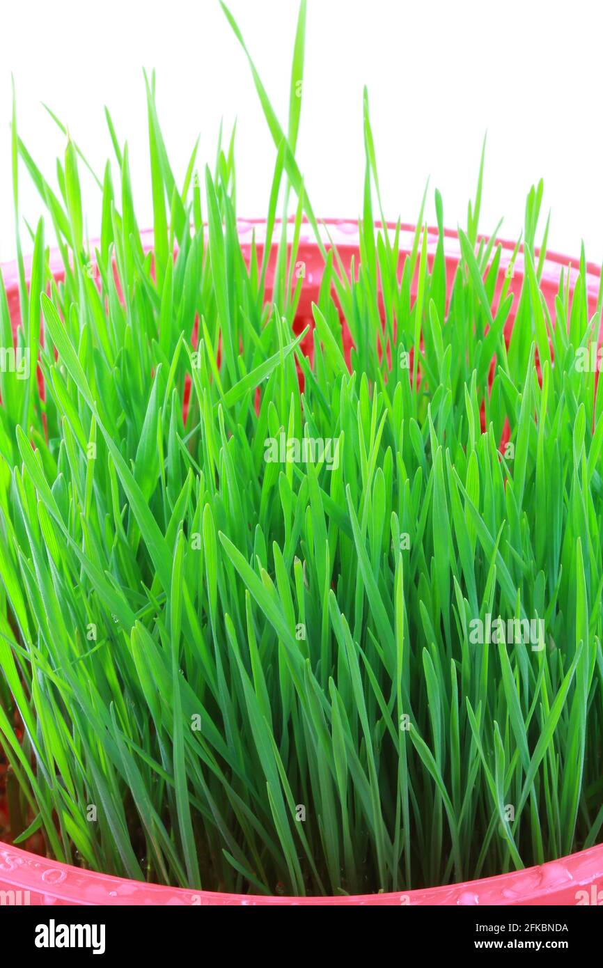 Closeup of Wheatgrass sprouts isolated on white background Stock Photo ...