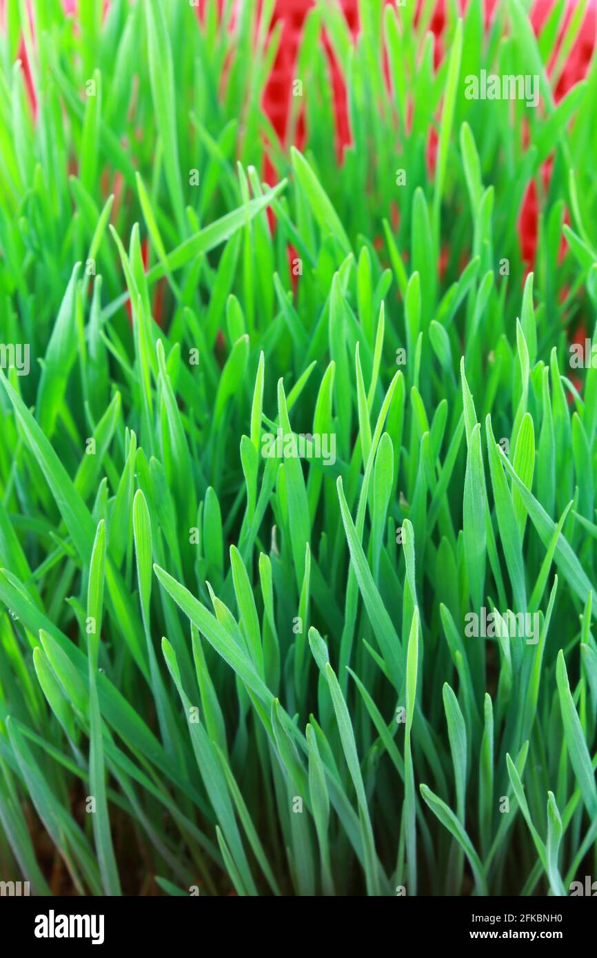Growing wheatgrass hi-res stock photography and images - Alamy